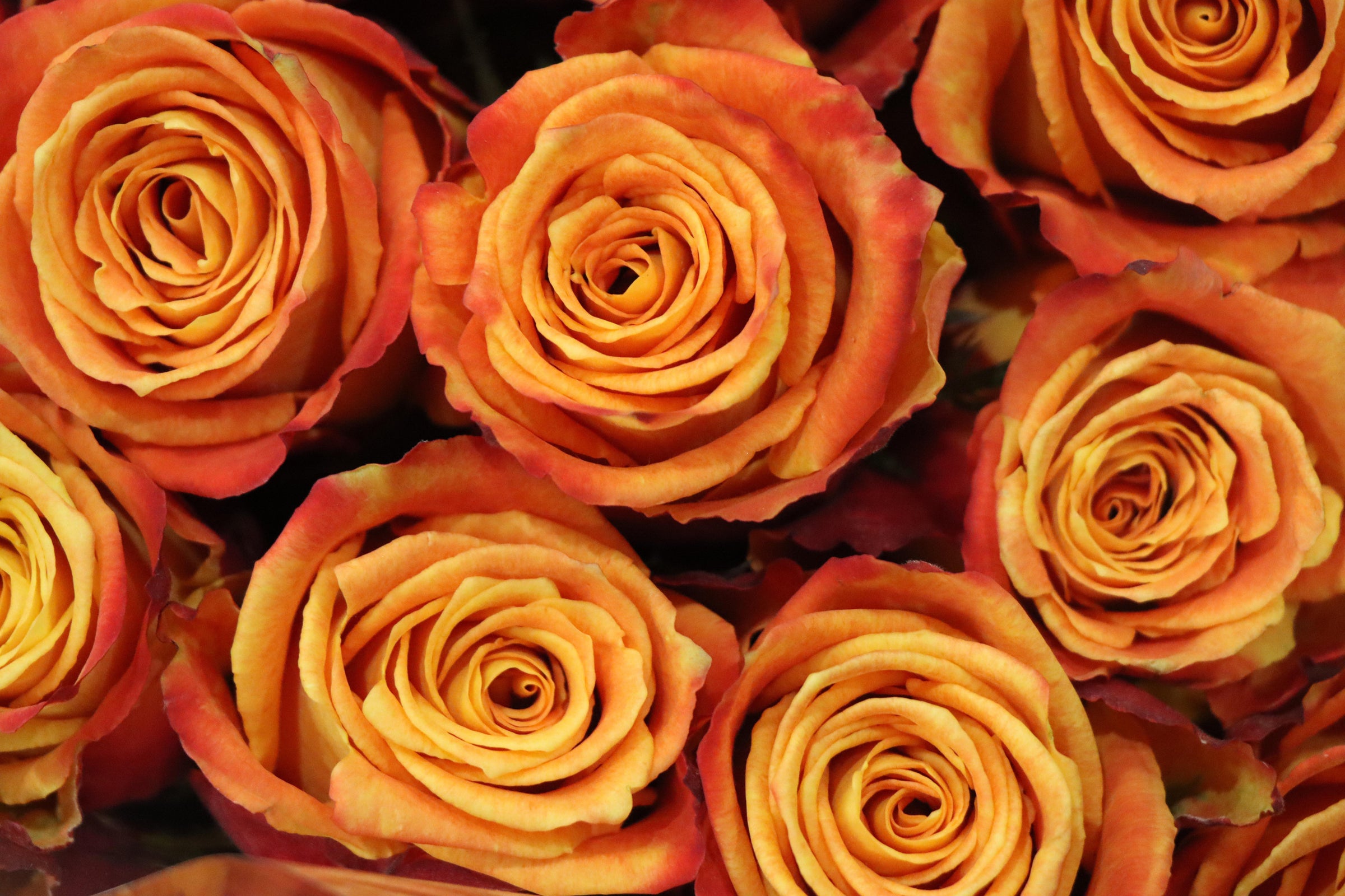 Get fresh-cut Ecuadorian Roses directly to your store | Farm to ...
